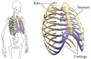 Bruised Sternum: Causes and How to Treat Them